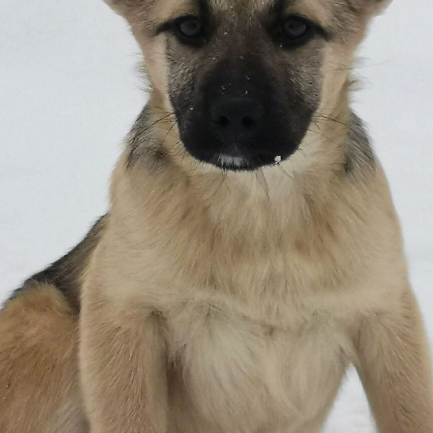 Подросшие щенки ждут своих новых хозяев