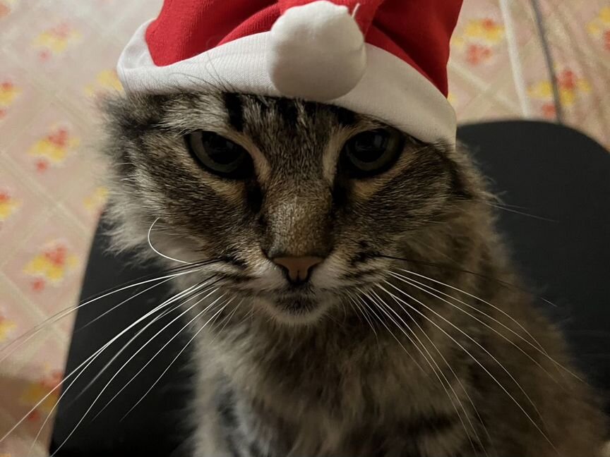 Шапочка для питомца (кота, собаки)