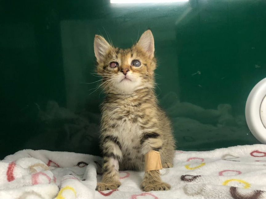Кошка