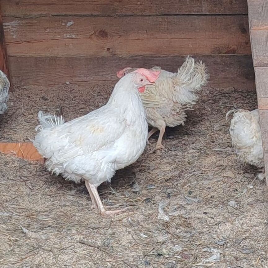 Куры несушки легорн, декалб