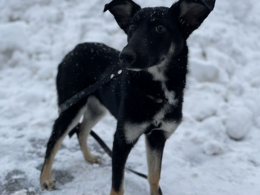 Собака мелких пород в добрые руки