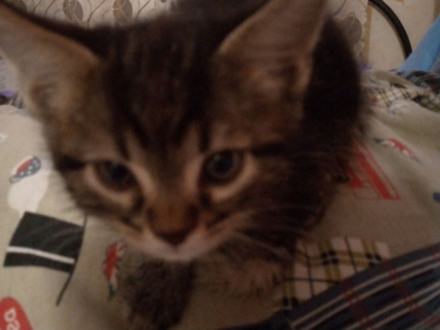 1 катёнок мальчик