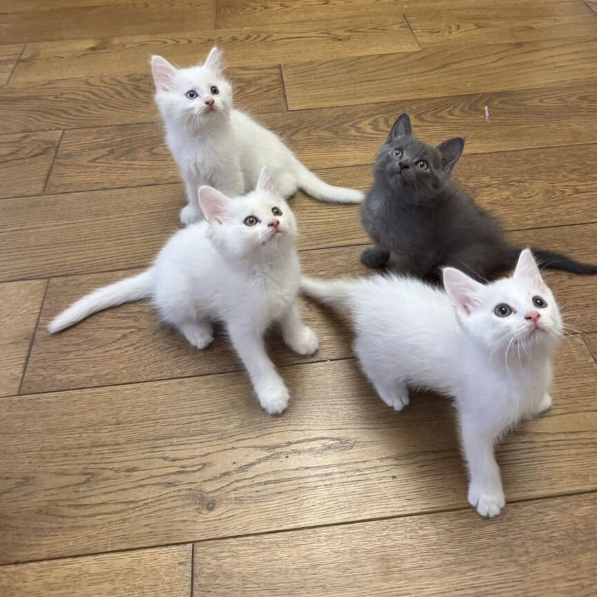 Котята в добрые руки