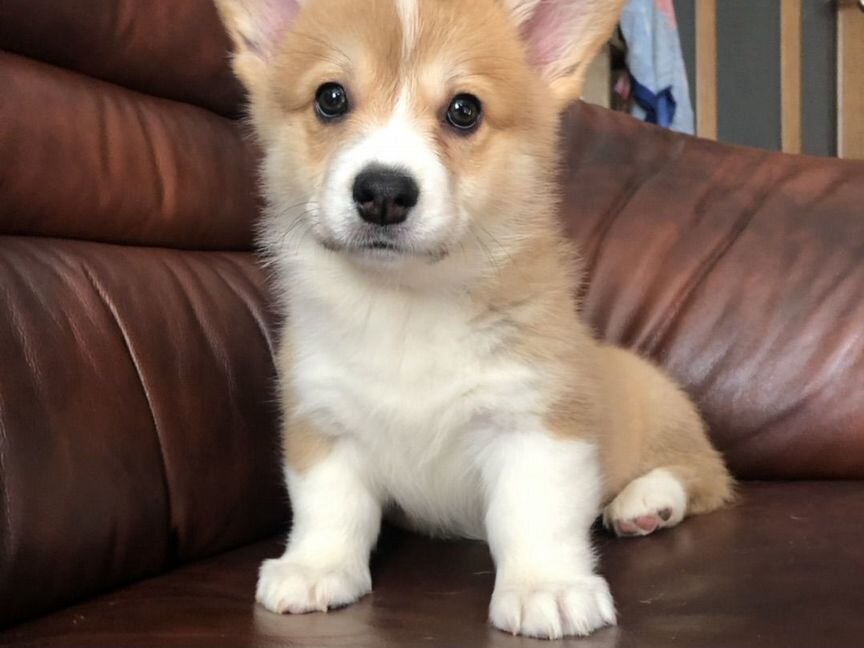 Малышка-куцехвостик Вельш Корги Пемброк