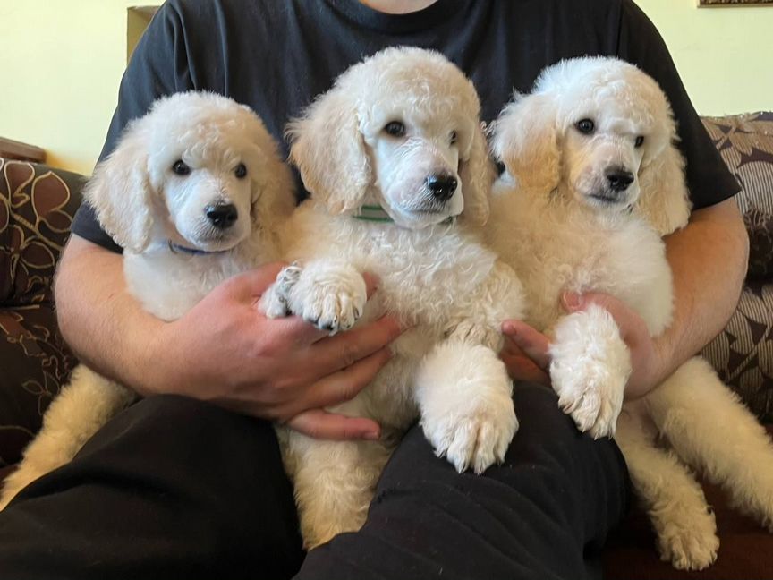 Королевский пудель