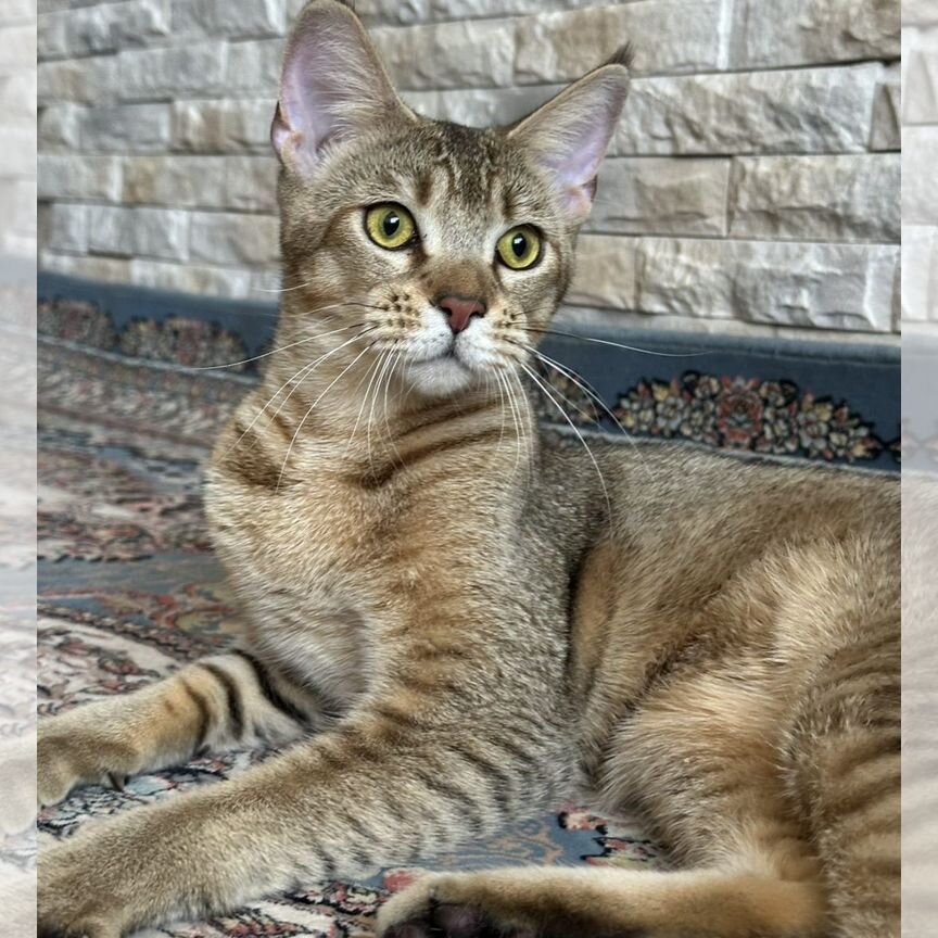 Ф5 каракет кошка