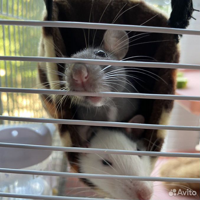 Крыски с клеткой в добрые руки