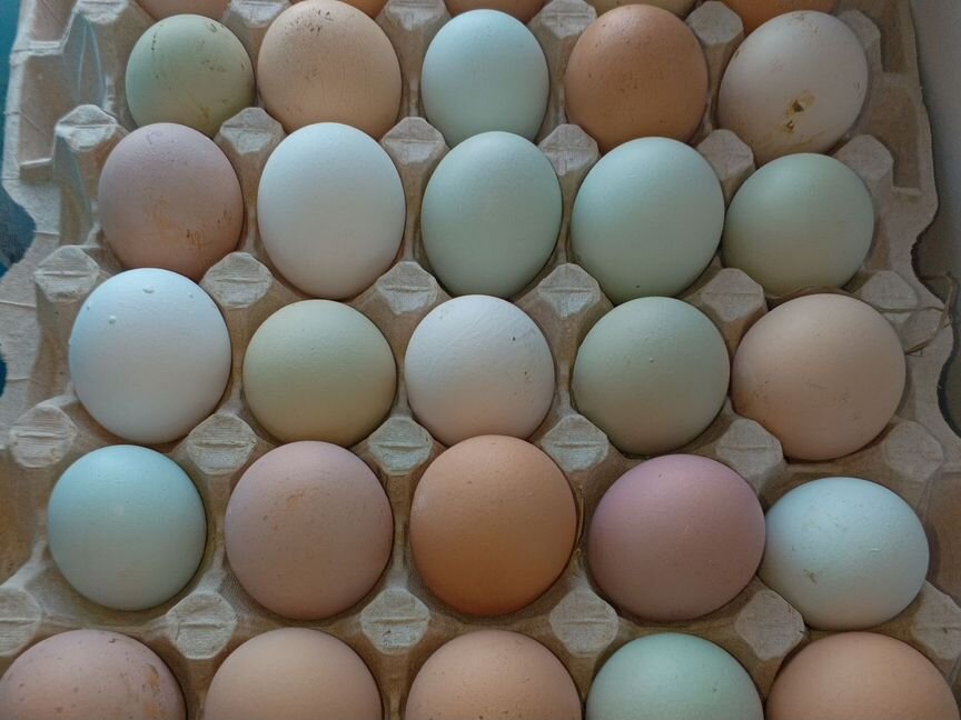 Инкубационное яйцо кур