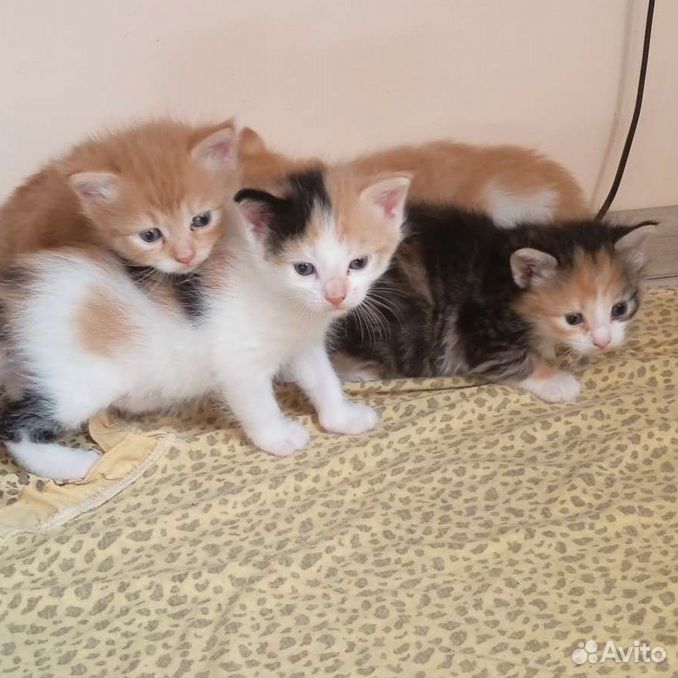 Котята (мама крысолов)