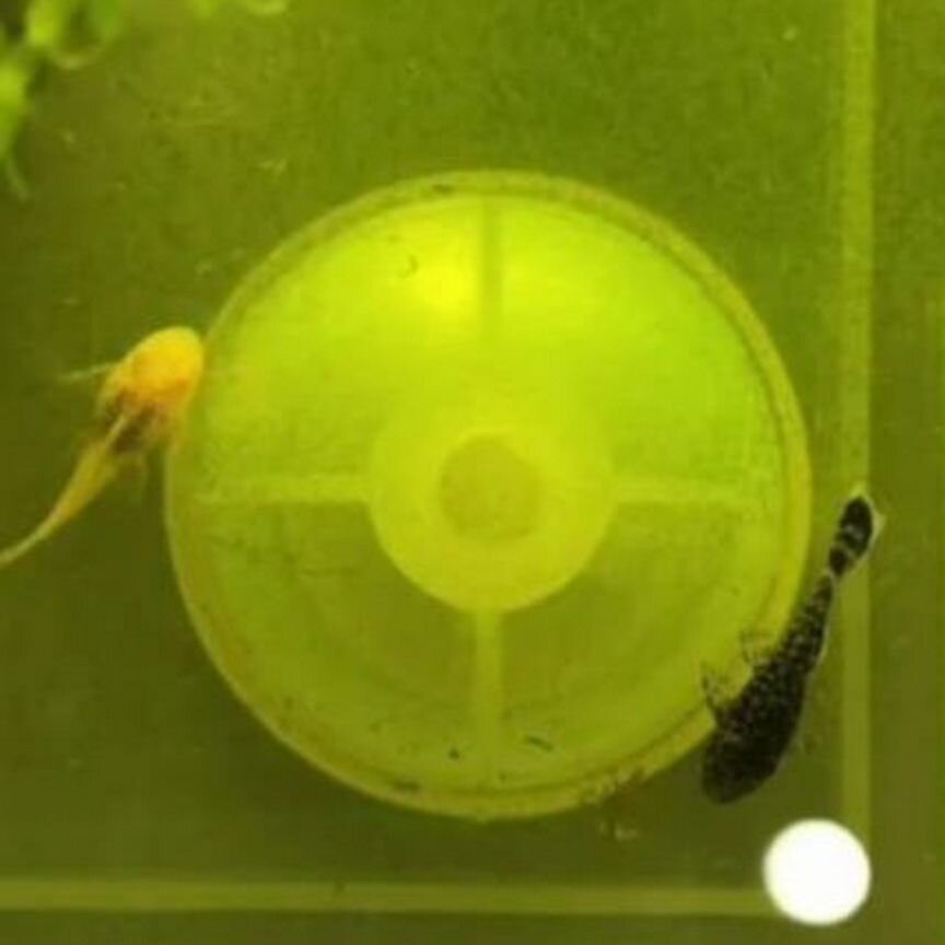 Аквариумные рыбки сомики