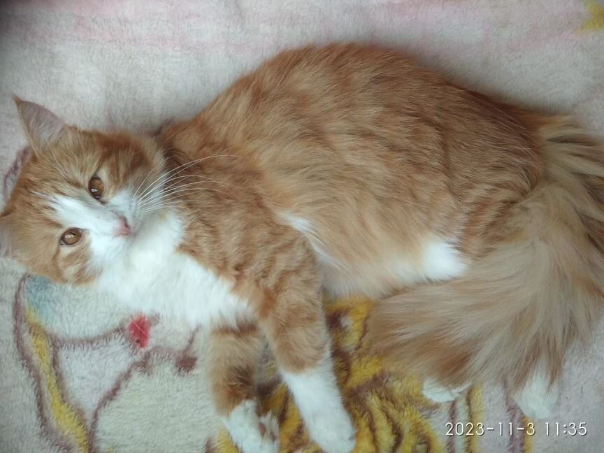 Отдам котика в добрые надежные руки