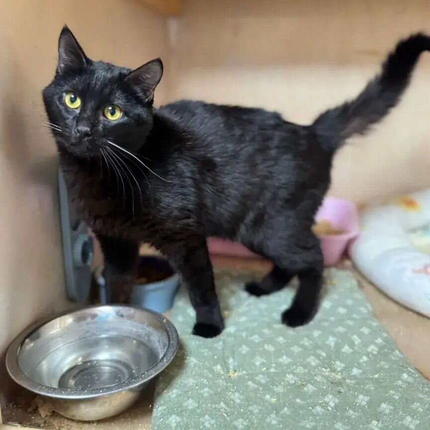 Взрослая, кошка в добрые руки