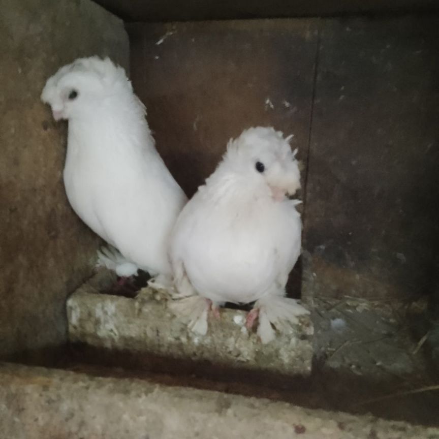 Голуби узбекские