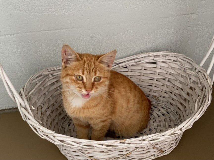 Котенок в добрые руки