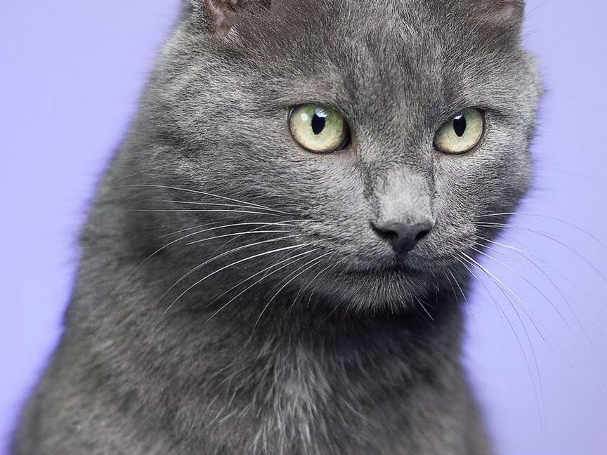 Русский голубой кот Кеша в добрые руки