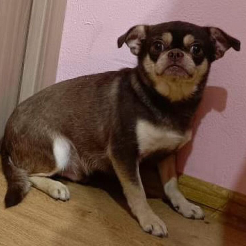 Отдам в добрые руки