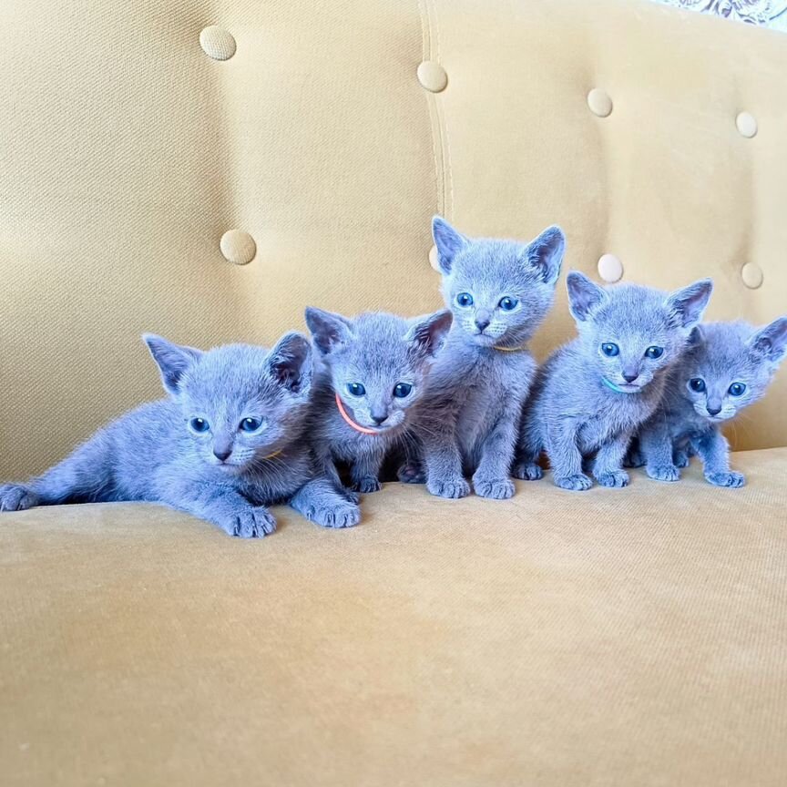 Русский голубой котёнок