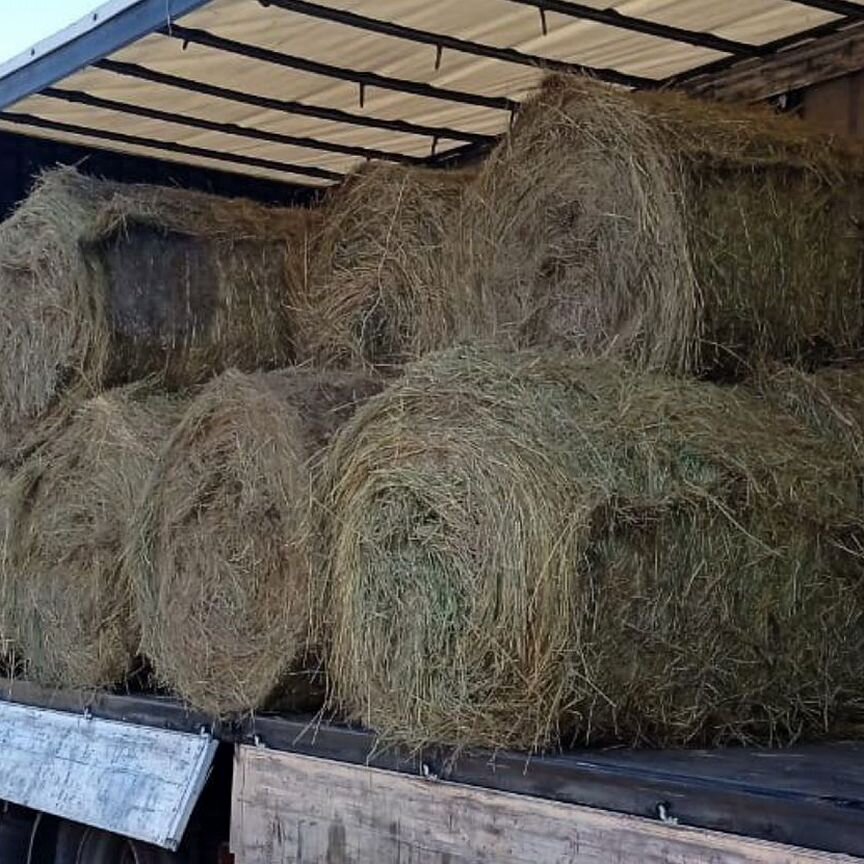 Сено оптом