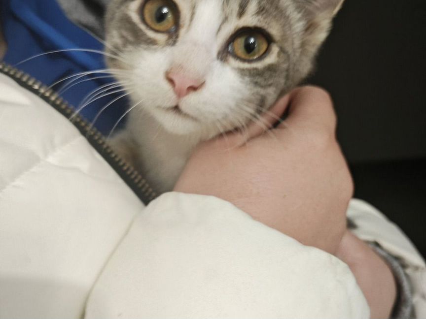 Котенок-рысь