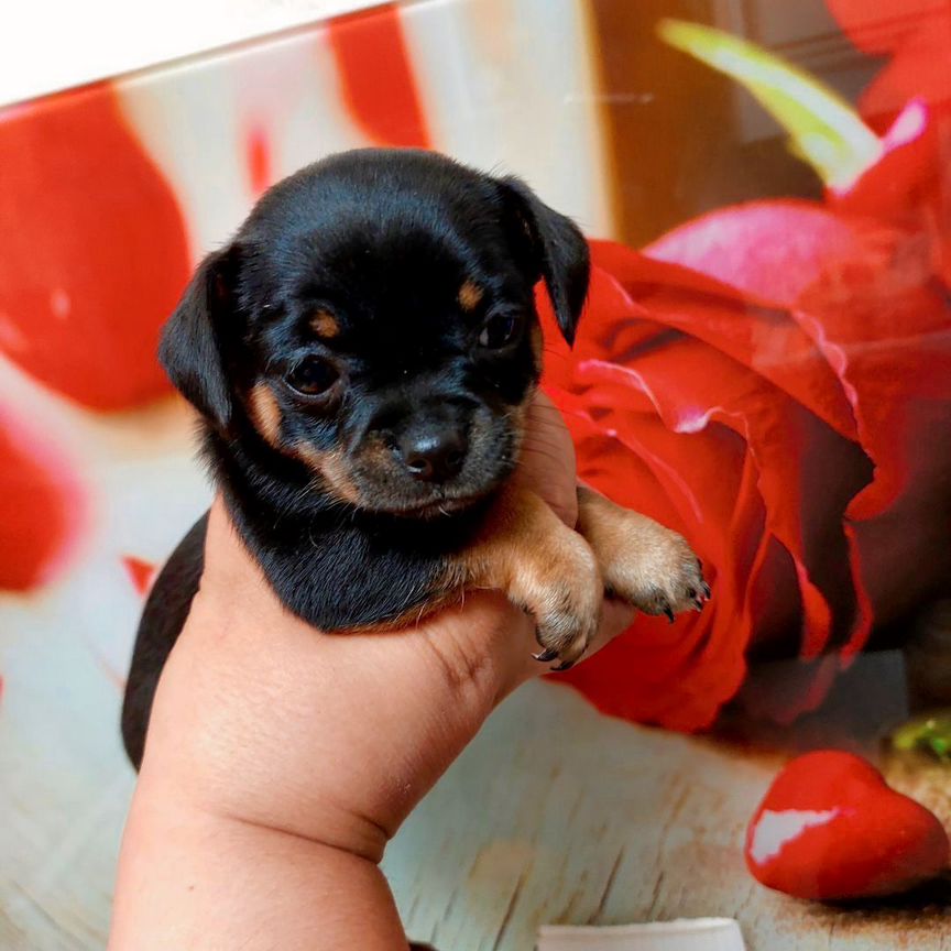 Чихуахуа (девочка)