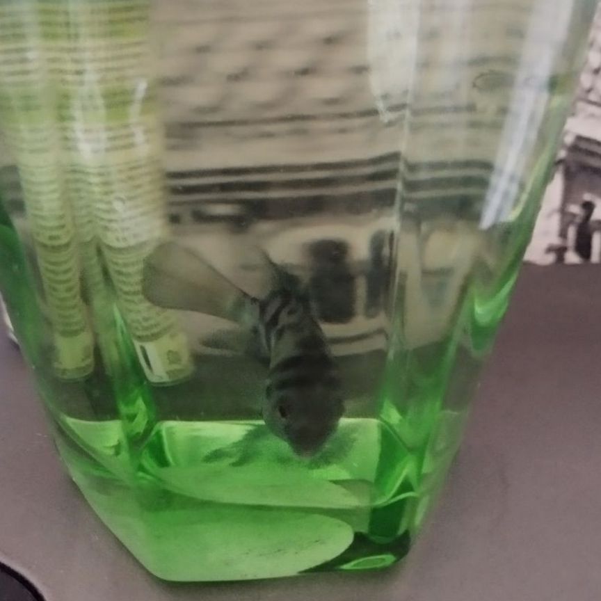 Аквариумные рыбки попугай