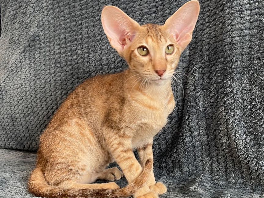 Ориентальные котята