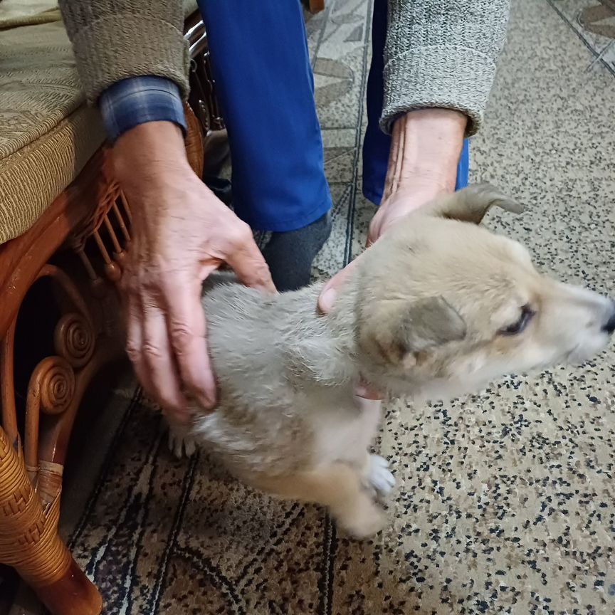 Отдам бесплатно в добрые руки собаку