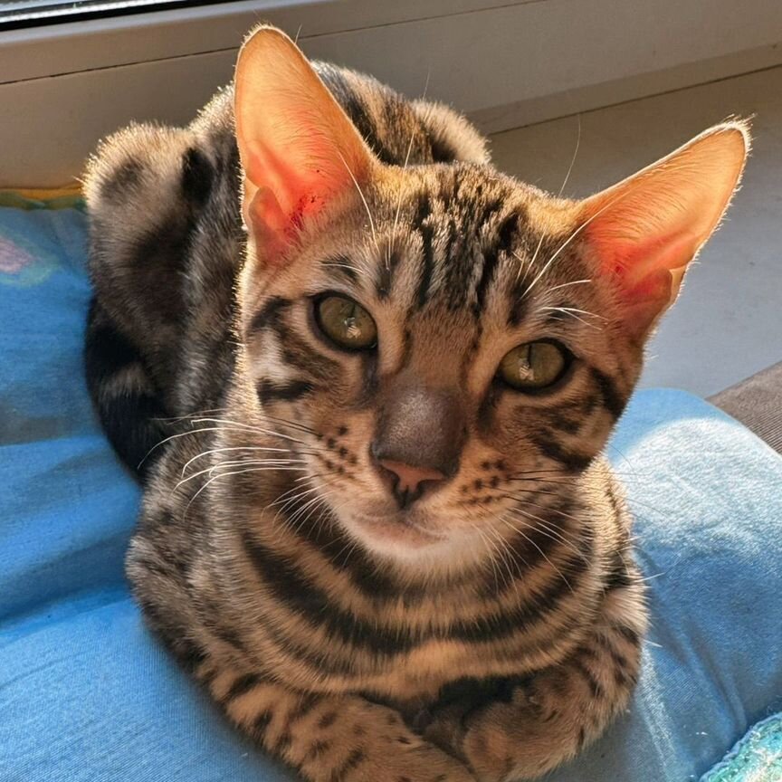 Бенгальские котята