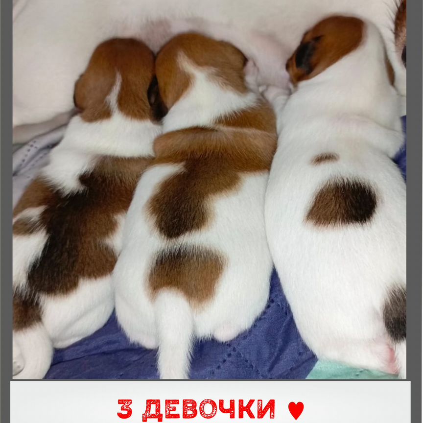 Щенки джек рассел терьер