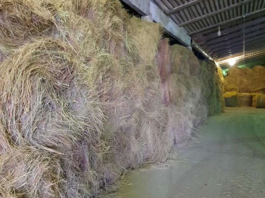 Сено степное зеленое в рулонах