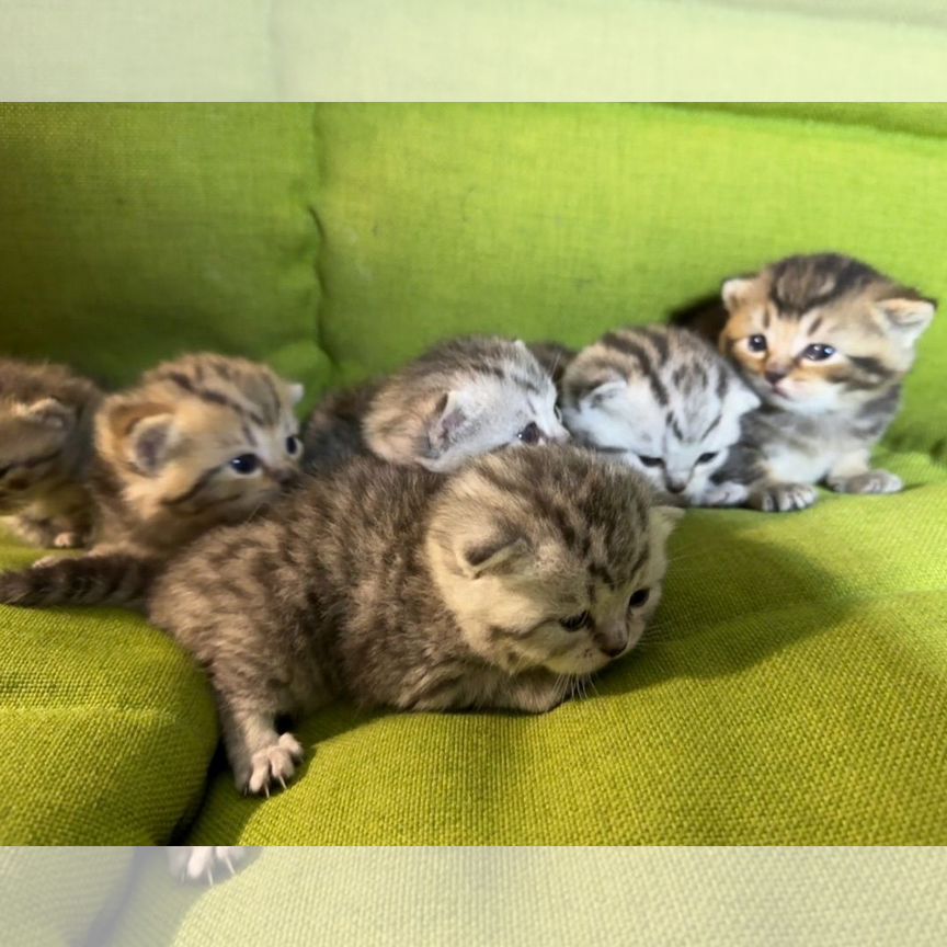 Британские котята