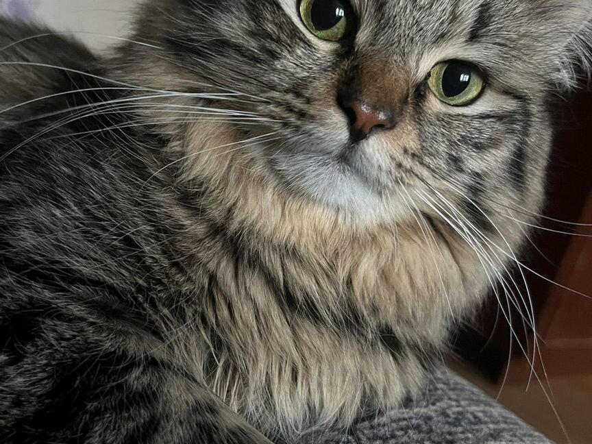 Сибирский кот мальчик