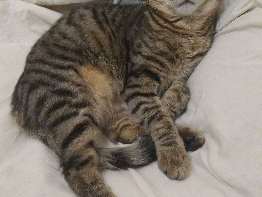 Кот в добрые руки