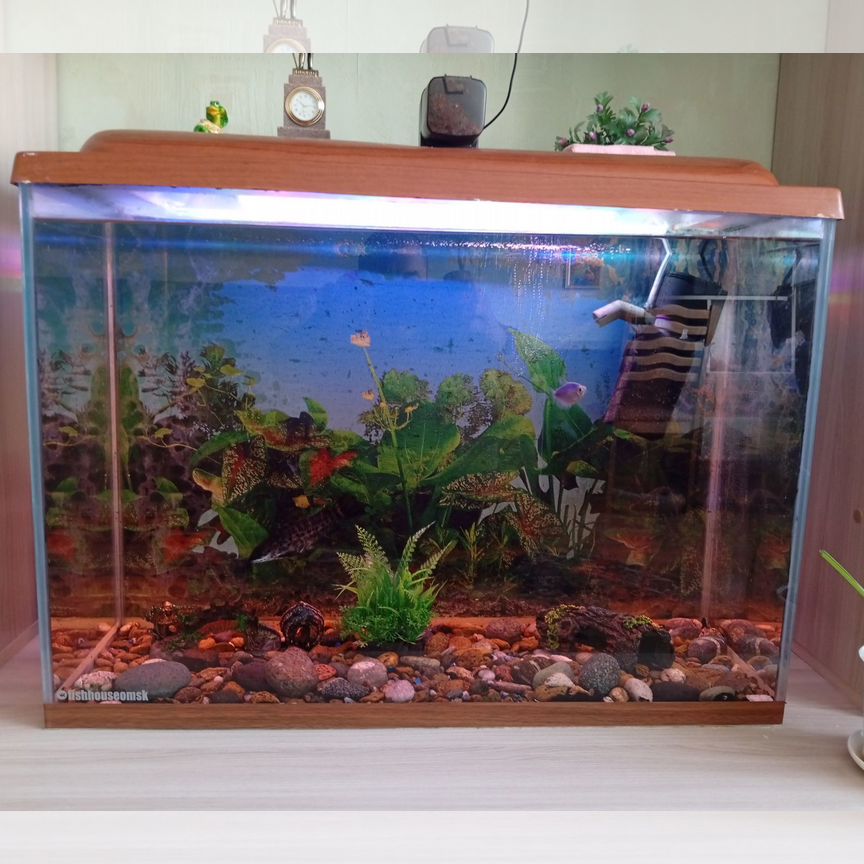Аквариум бу с рыбками