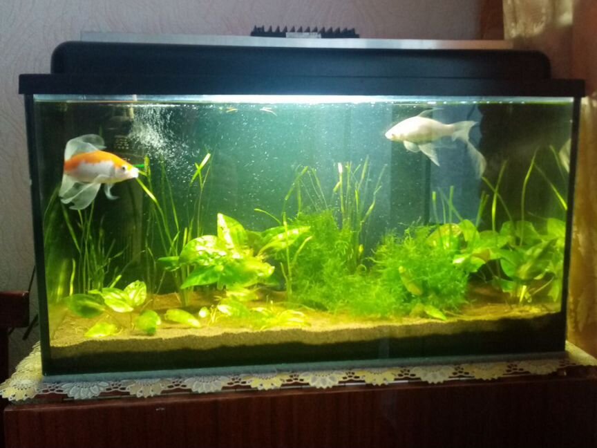Аквариум