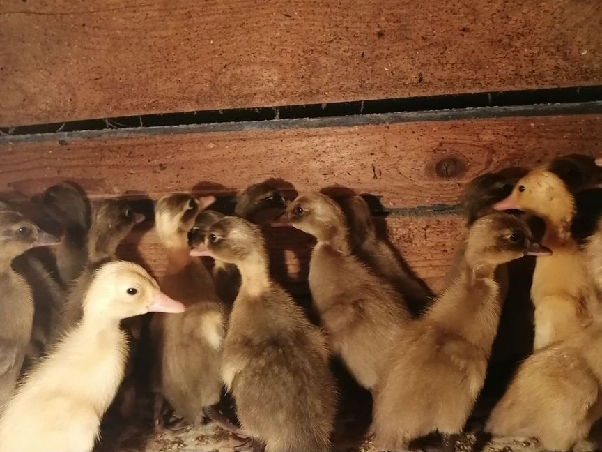 Утята индийского бегунка