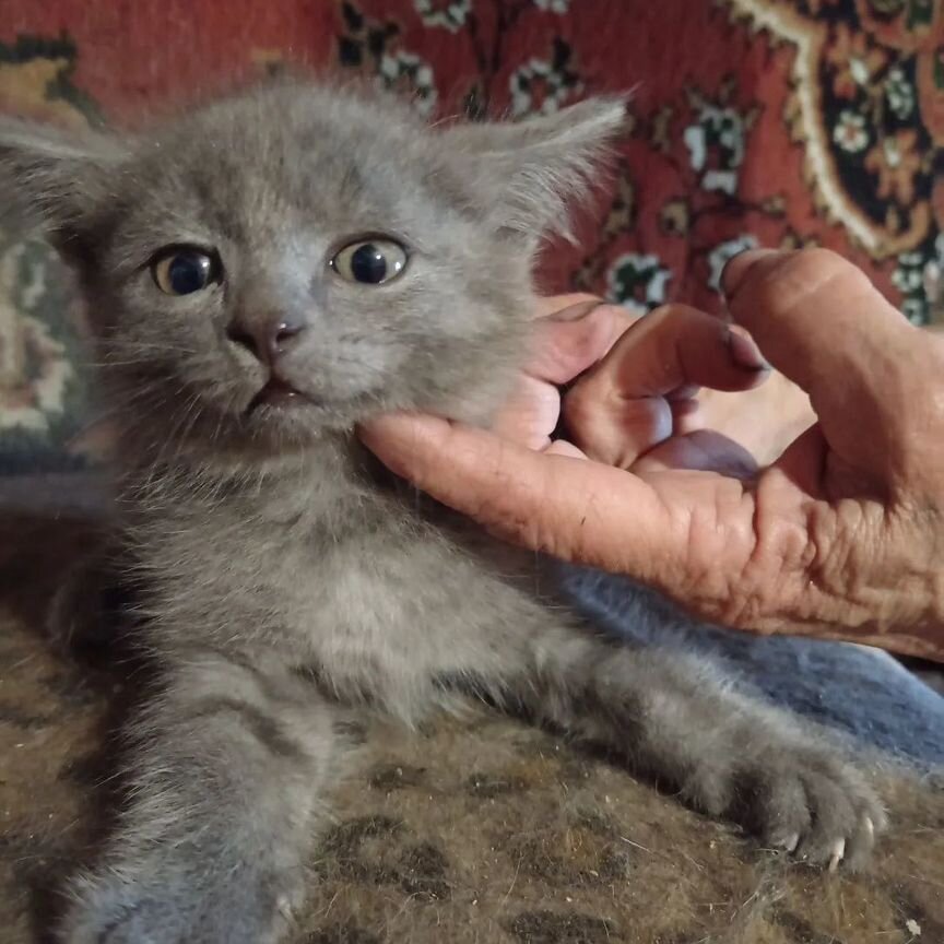 Котёнок в добрые руки