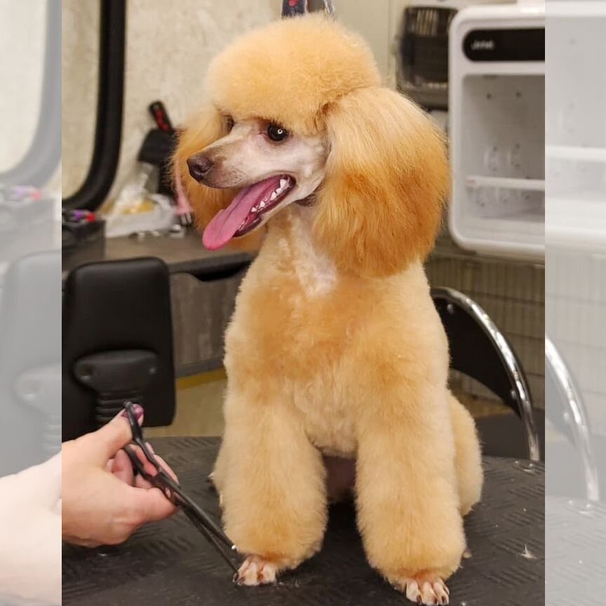 Той-пудель, щенок