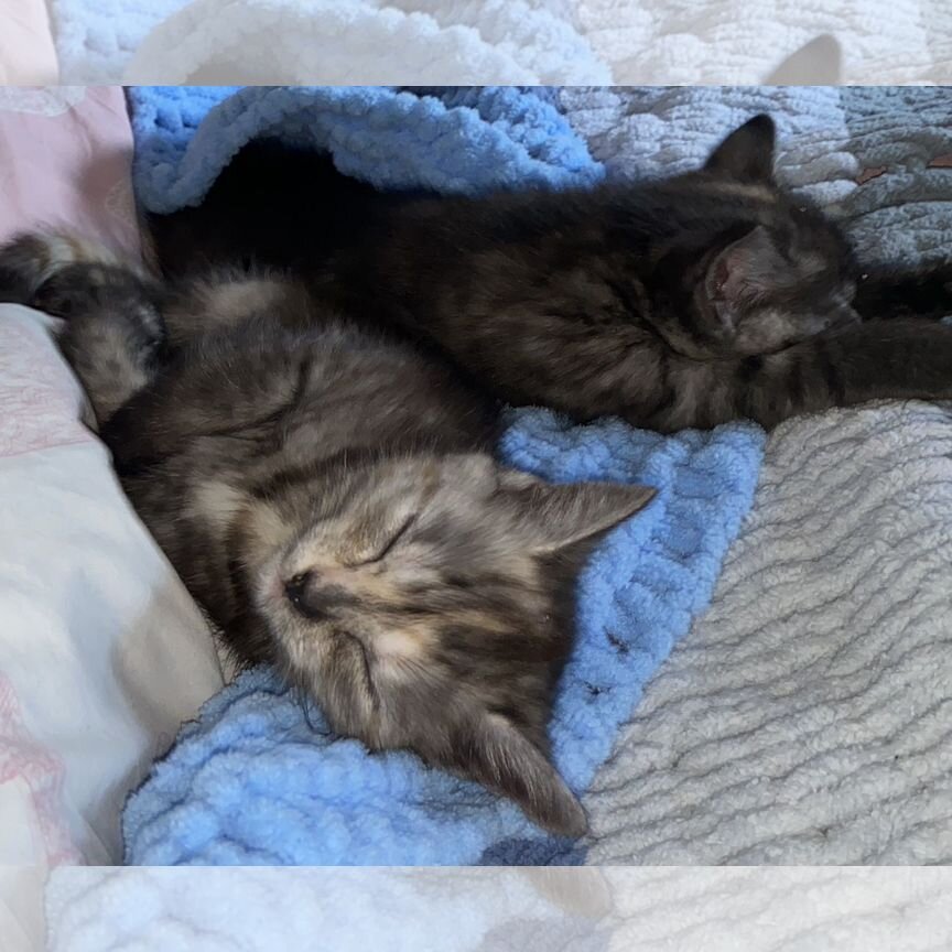Котята шотландцы метисы