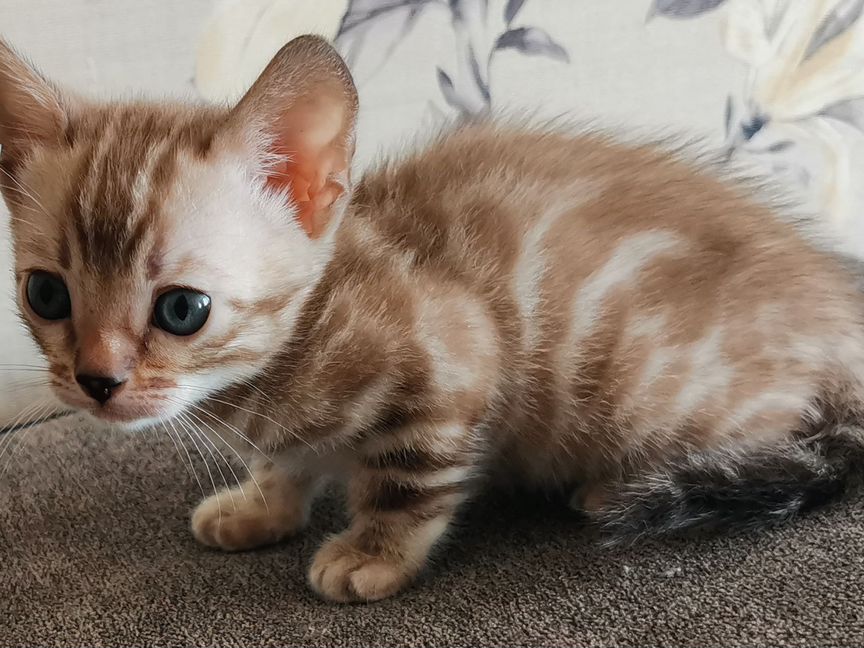 Бенгальская кошка