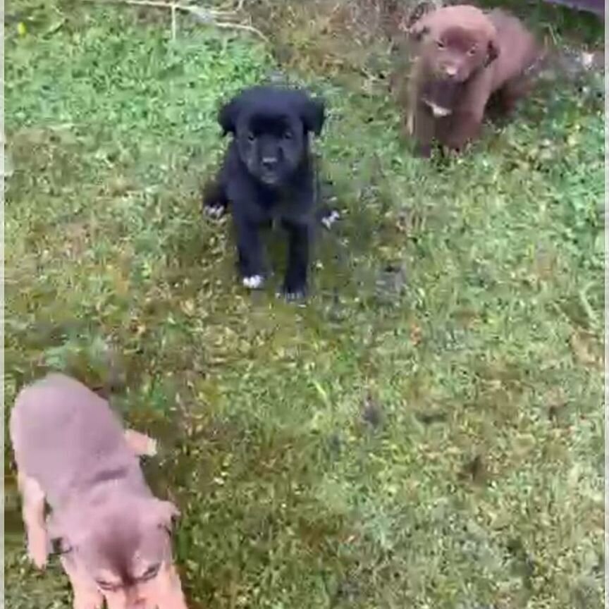 Щенок в добрые руки