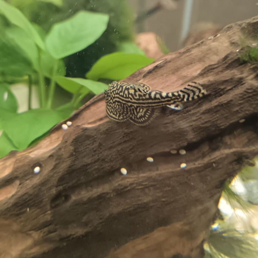 Севилья псевдоскат