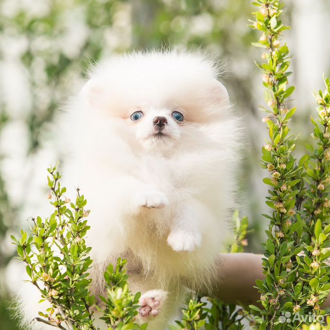 Шпиц эксклюзив