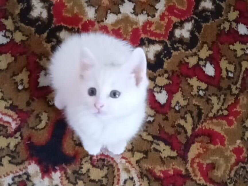 Котята в д добрые руки