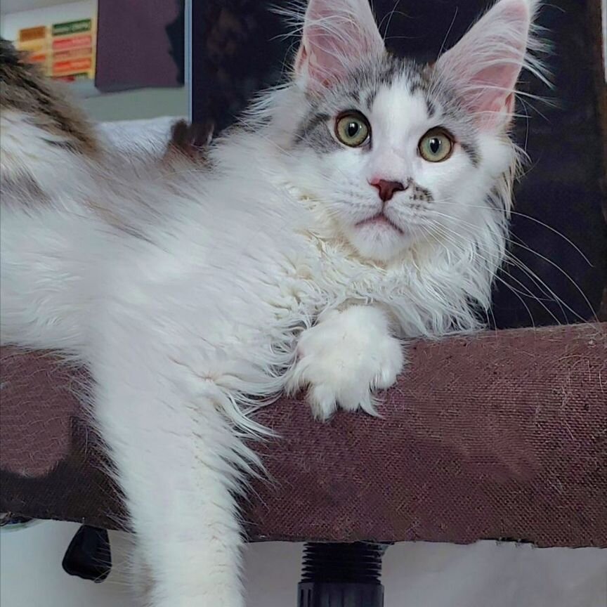 Котята мейн-кун