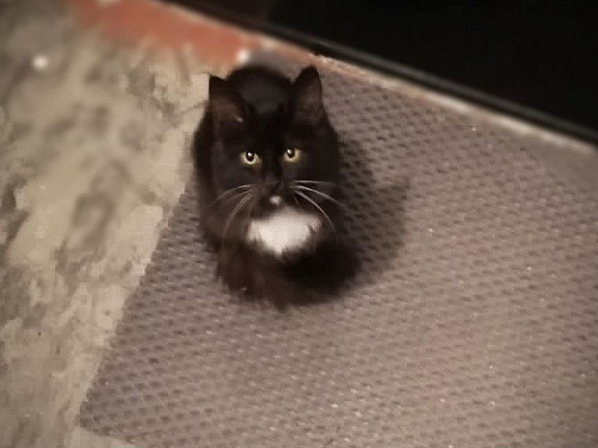 Преданный котенок