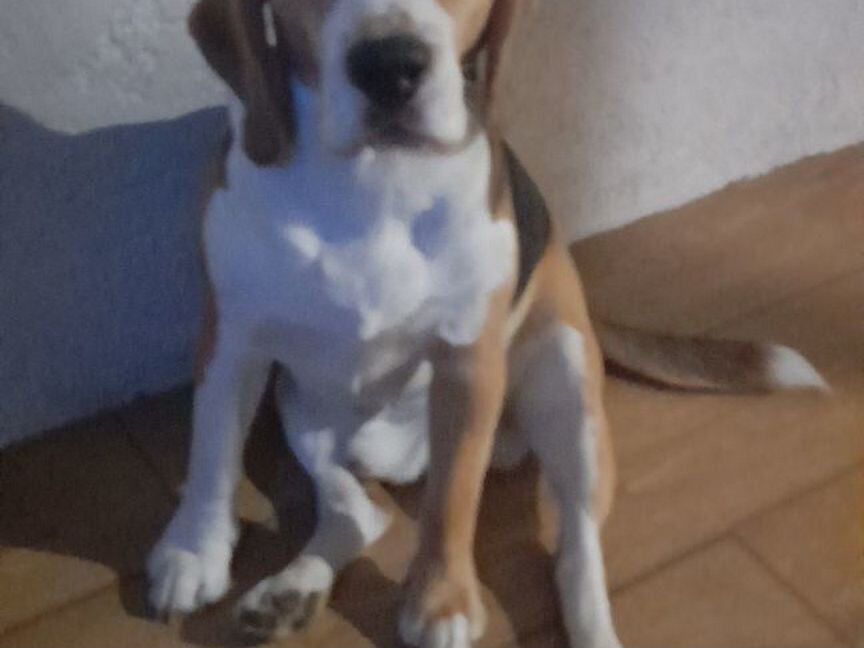 Красивый бигль