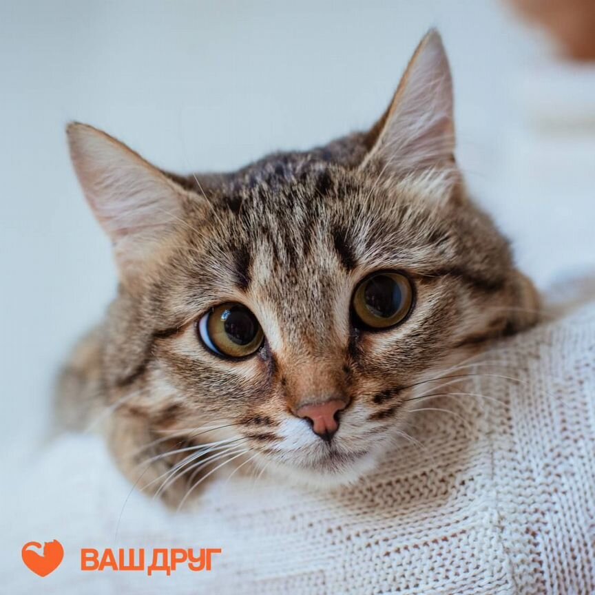 Кошка Фанки в добрые руки