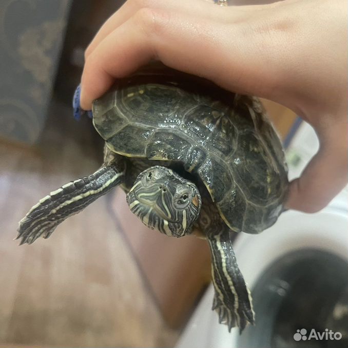 Черепаха в добрые руки с аквариумом