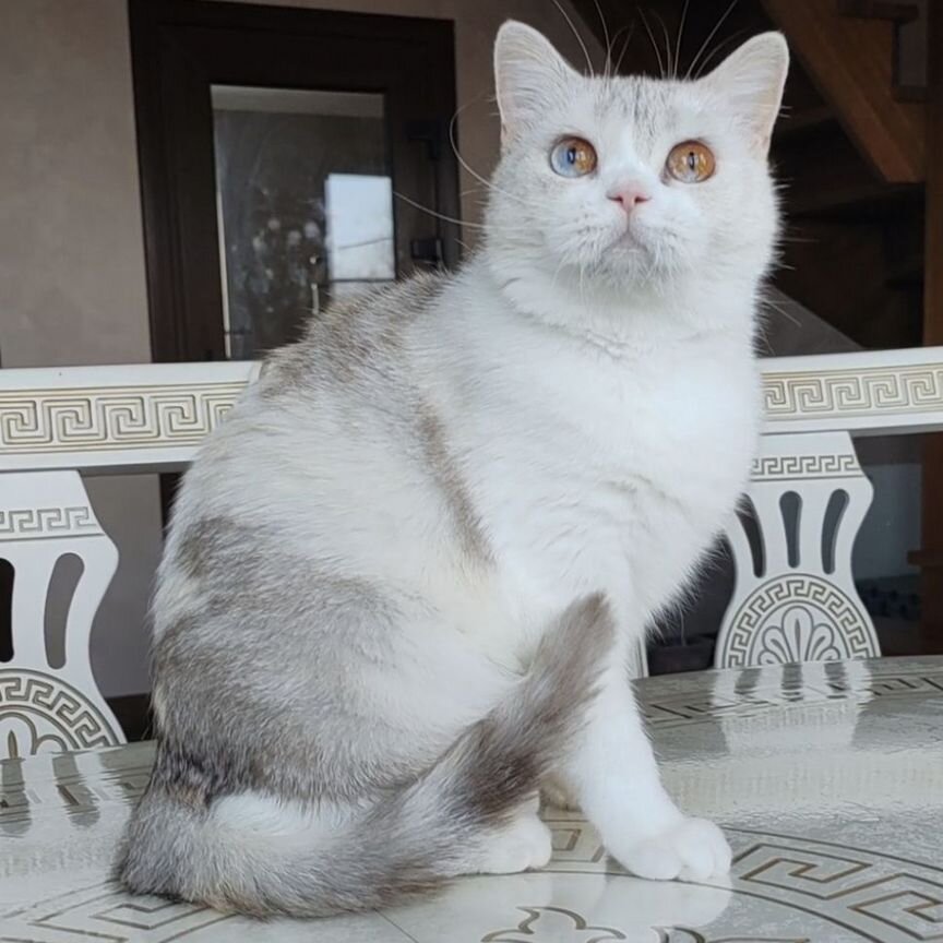 Скоттиш страйт кошка